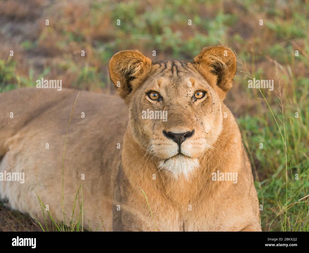 Lion, Pantera Leo, Queen Elizabeth National Park, Uganda Stock Photo ...
