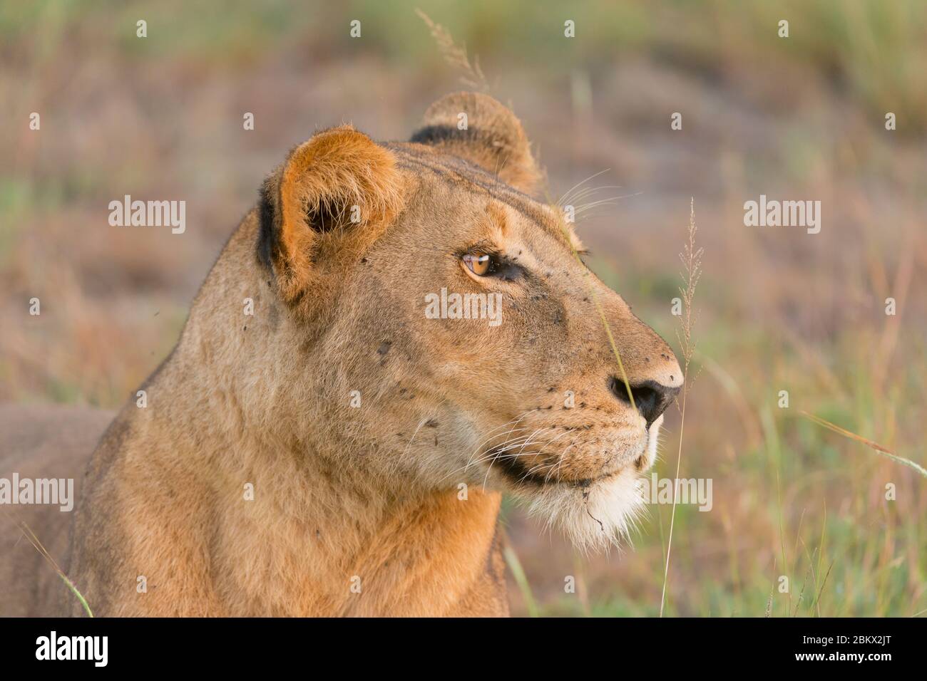 Lion, Pantera Leo, Queen Elizabeth National Park, Uganda Stock Photo ...