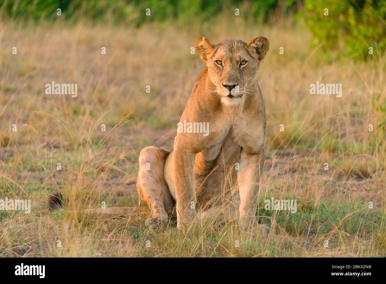 Lion, Pantera Leo, Queen Elizabeth National Park, Uganda Stock Photo ...