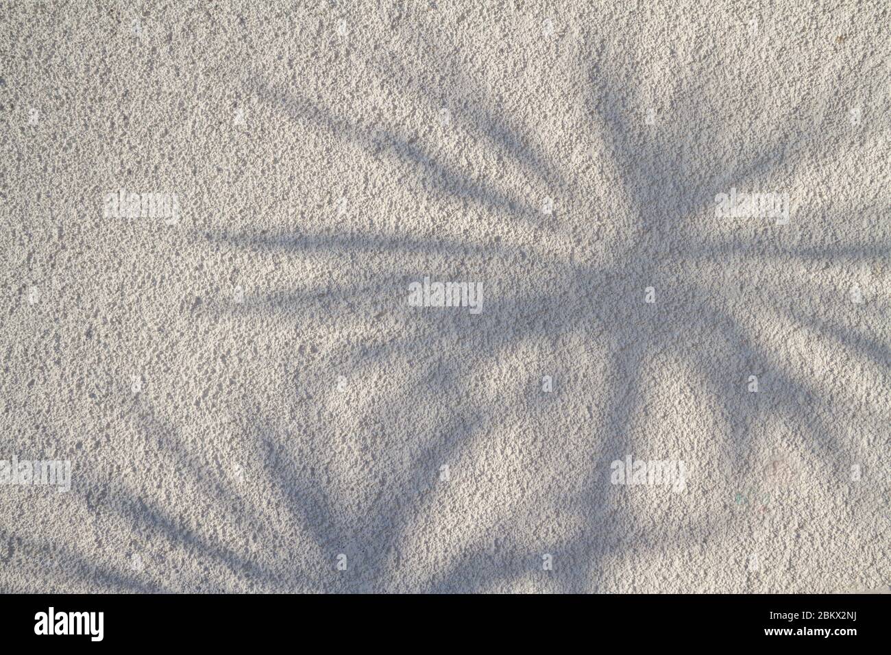 Tree cast hi-res stock photography and images - Alamy