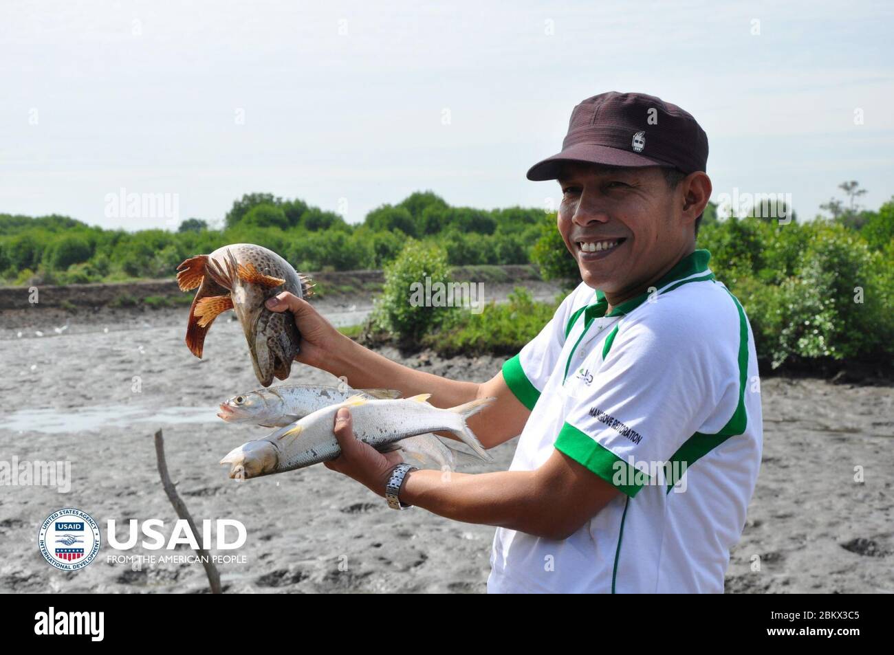 Ikan yang hidup di hutan bakau (35450637001 Stock Photo - Alamy