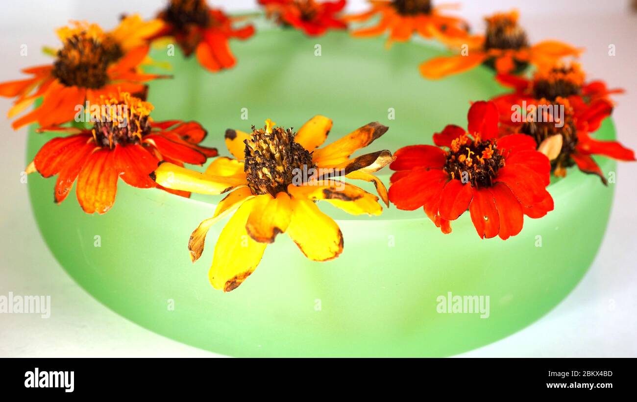A small mid century ring vase with miniature zinnias floating for a ...