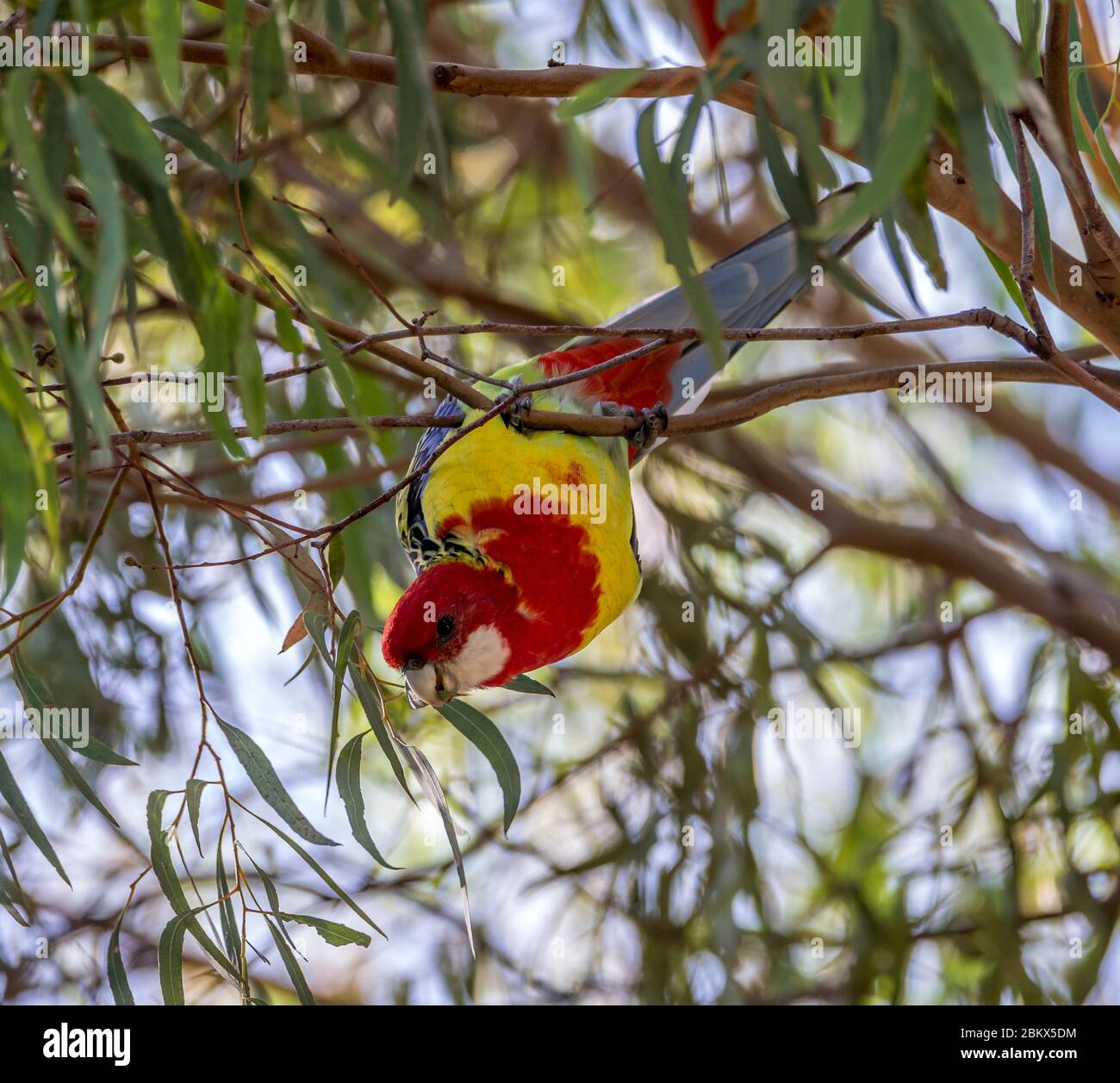 Eastern Rosella feeding in a gum tree Stock Photo - Alamy