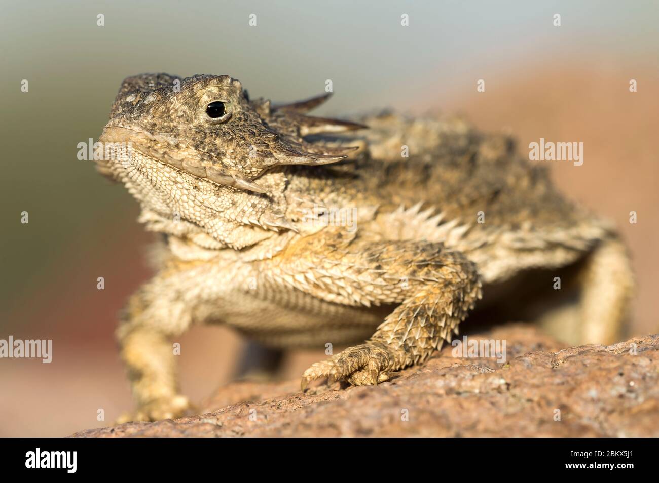 Regal horned lizard ant hi-res stock photography and images - Alamy