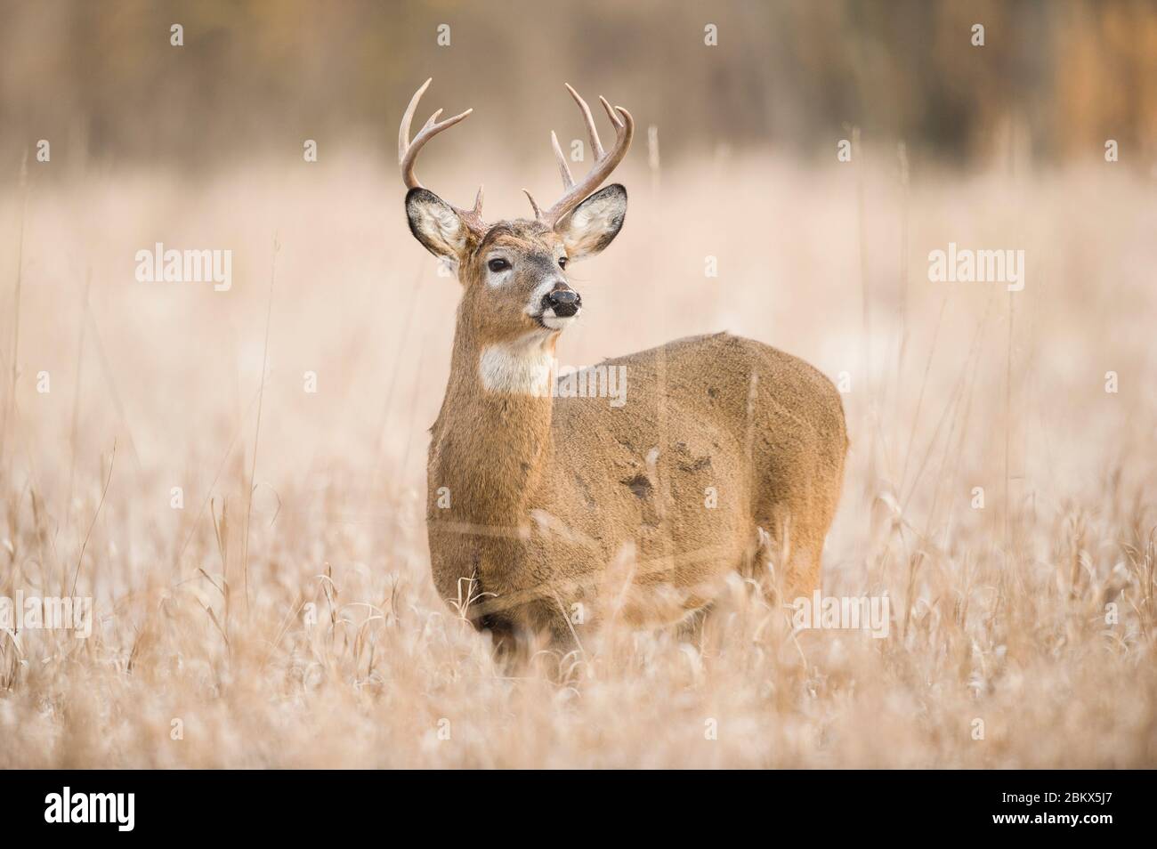 White-tailed Deer, buck, (Odocoileus virginianus), Eastern N. America ...