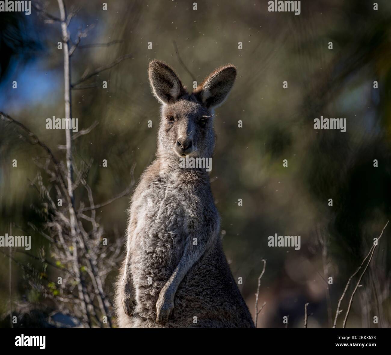 Eastern Grey Kangaroo, Macropus giganteus, Canberra, Australia Stock ...