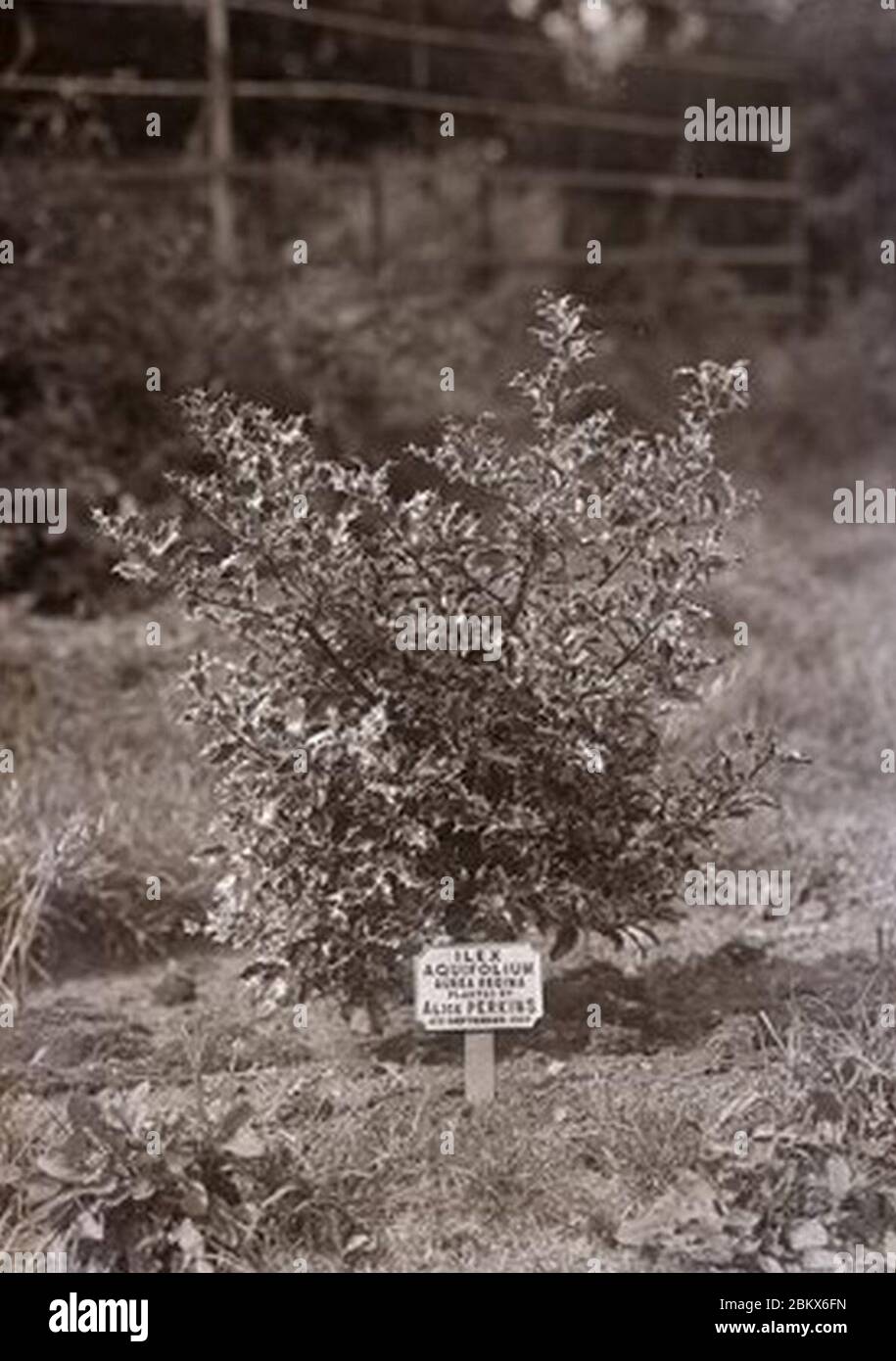 Alice perkins hi-res stock photography and images - Alamy