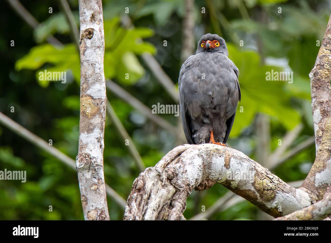 Slate-colored hawk (Buteogallus schistaceus) in the Peruvian Amazon ...