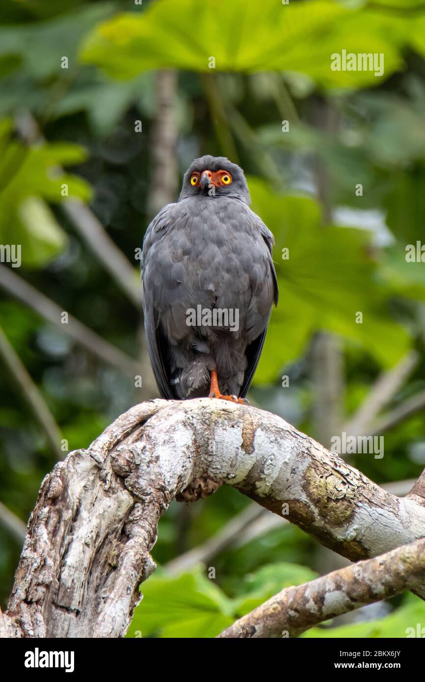 Buteogallus schistaceus hi-res stock photography and images - Alamy