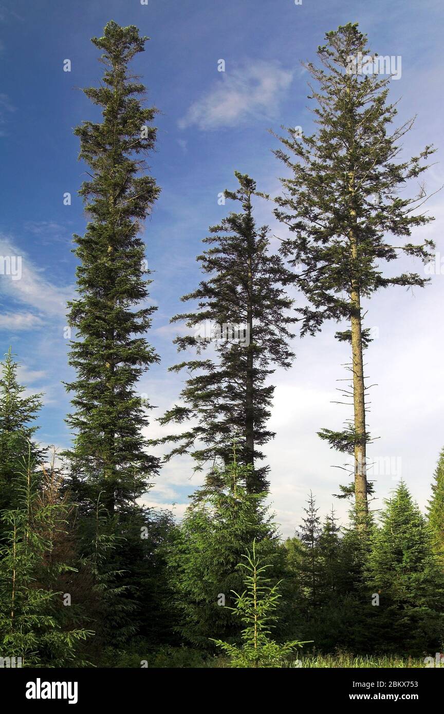 Spruce, three tall trees against the sky. Fichte, drei hohe Bäume gegen ...
