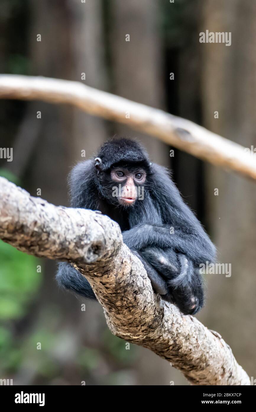 Peruvian Spider Monkey (Ateles chamek) in the Peruvian Amazon Stock ...