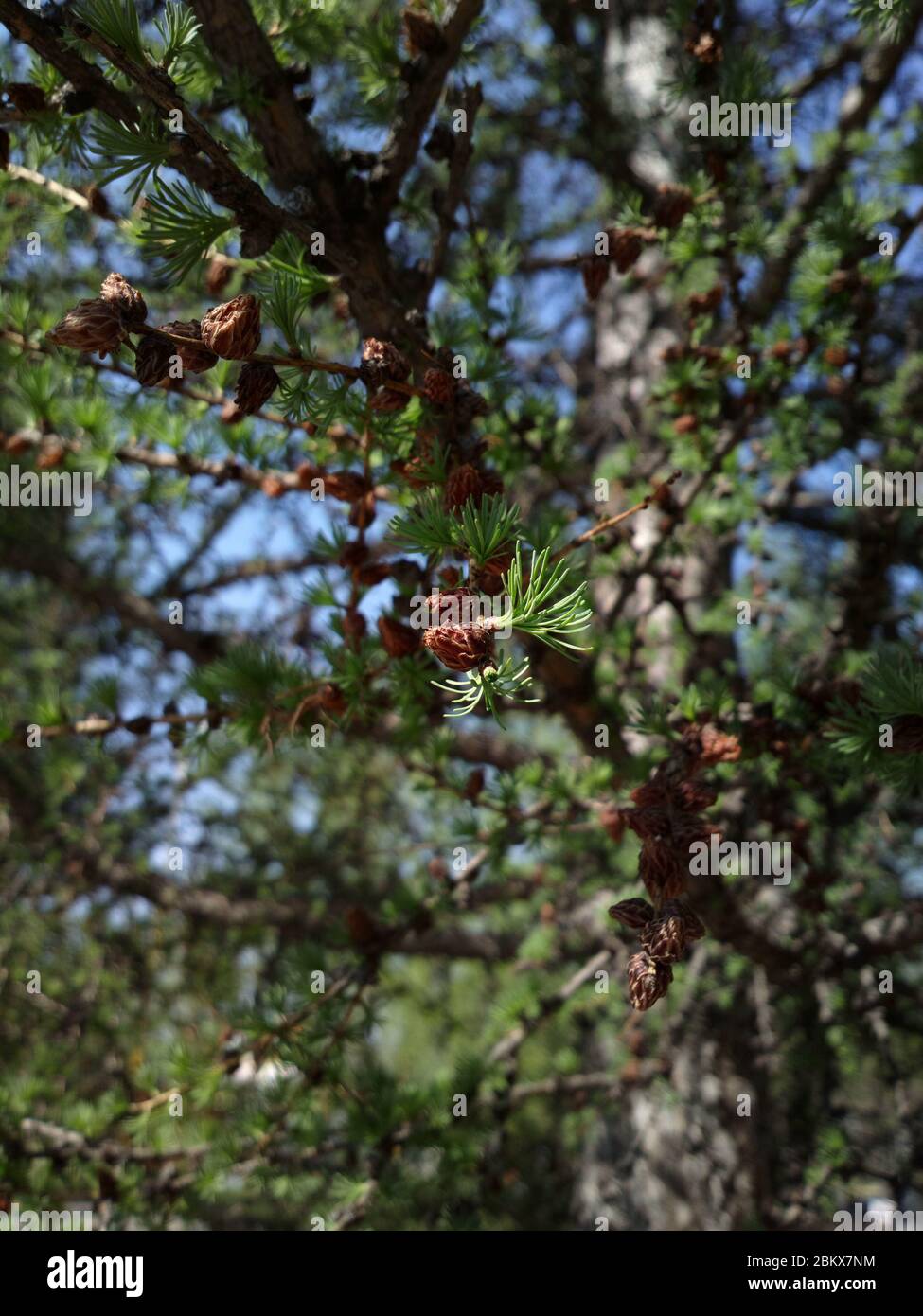 Pine tree. Young shoots of pine. Branches of the tree. Beautiful wild ...
