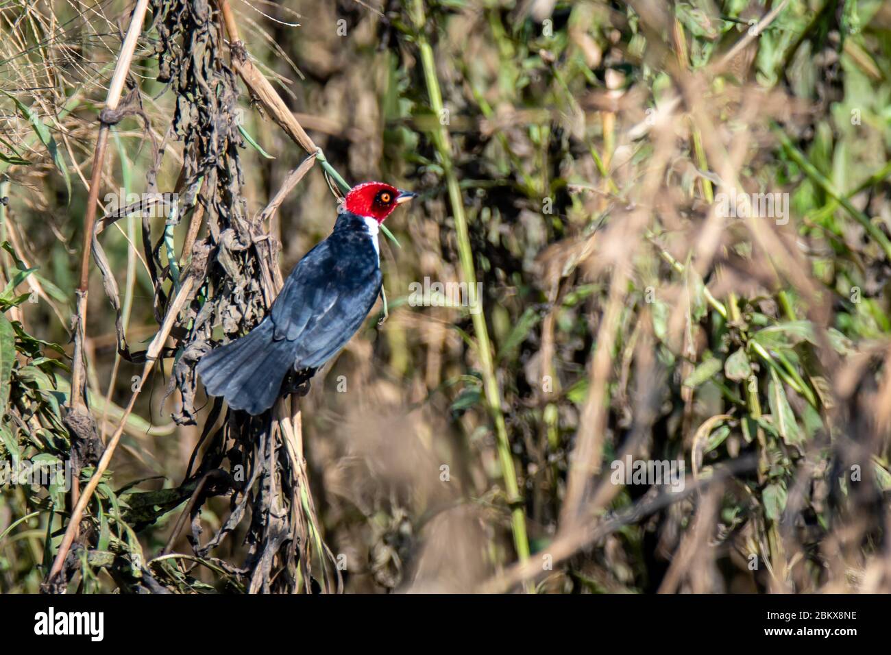 Red-capped cardinal (Paroaria gularis gularis) in the Peruvian Amazon ...