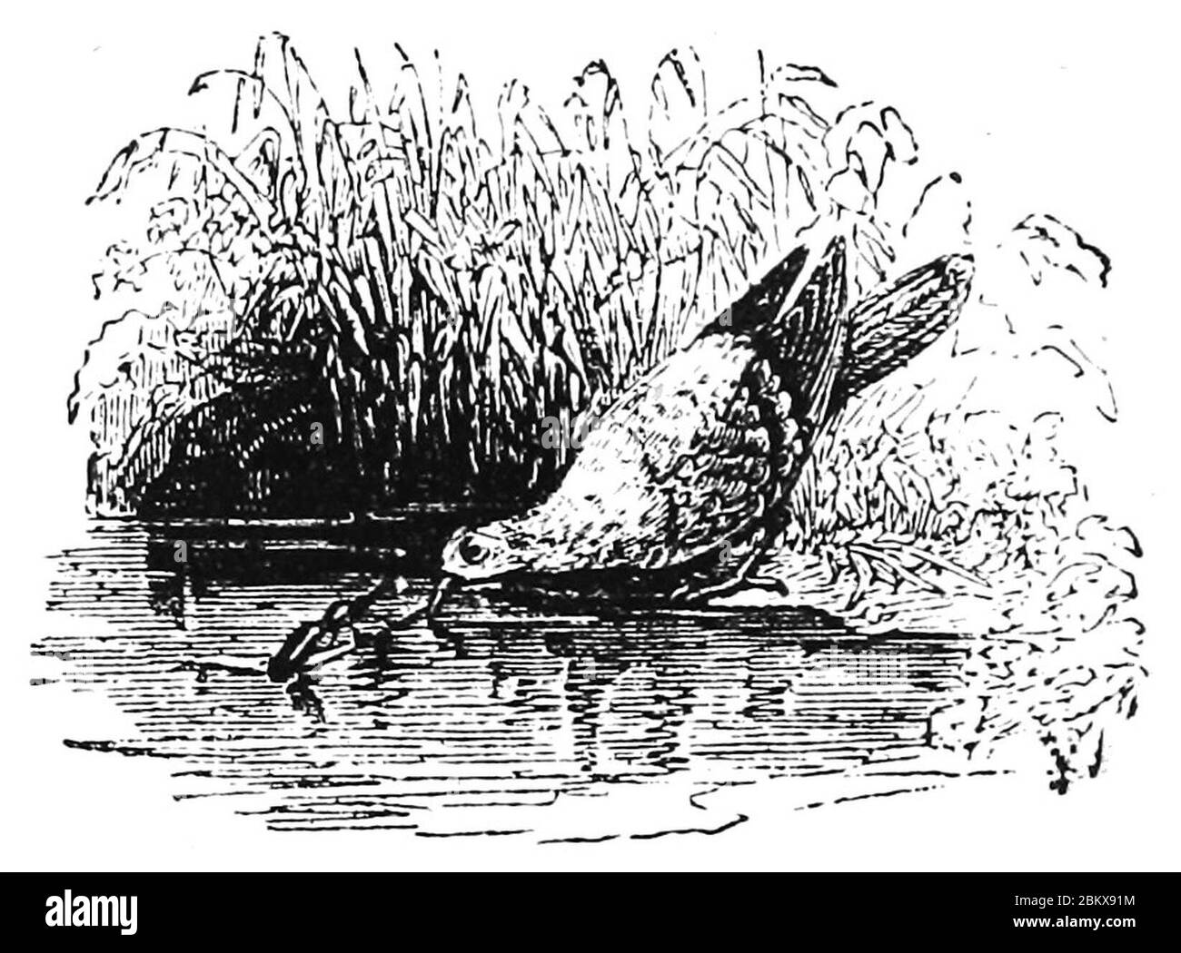 Colombe Cut Out Stock Images & Pictures - Alamy