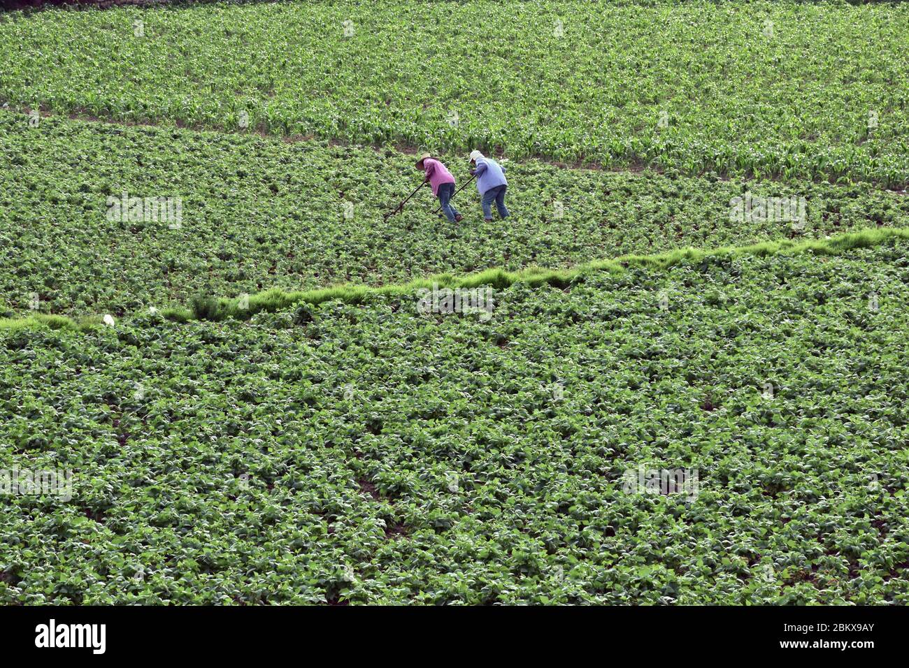Corn field with workers america hi-res stock photography and images - Alamy