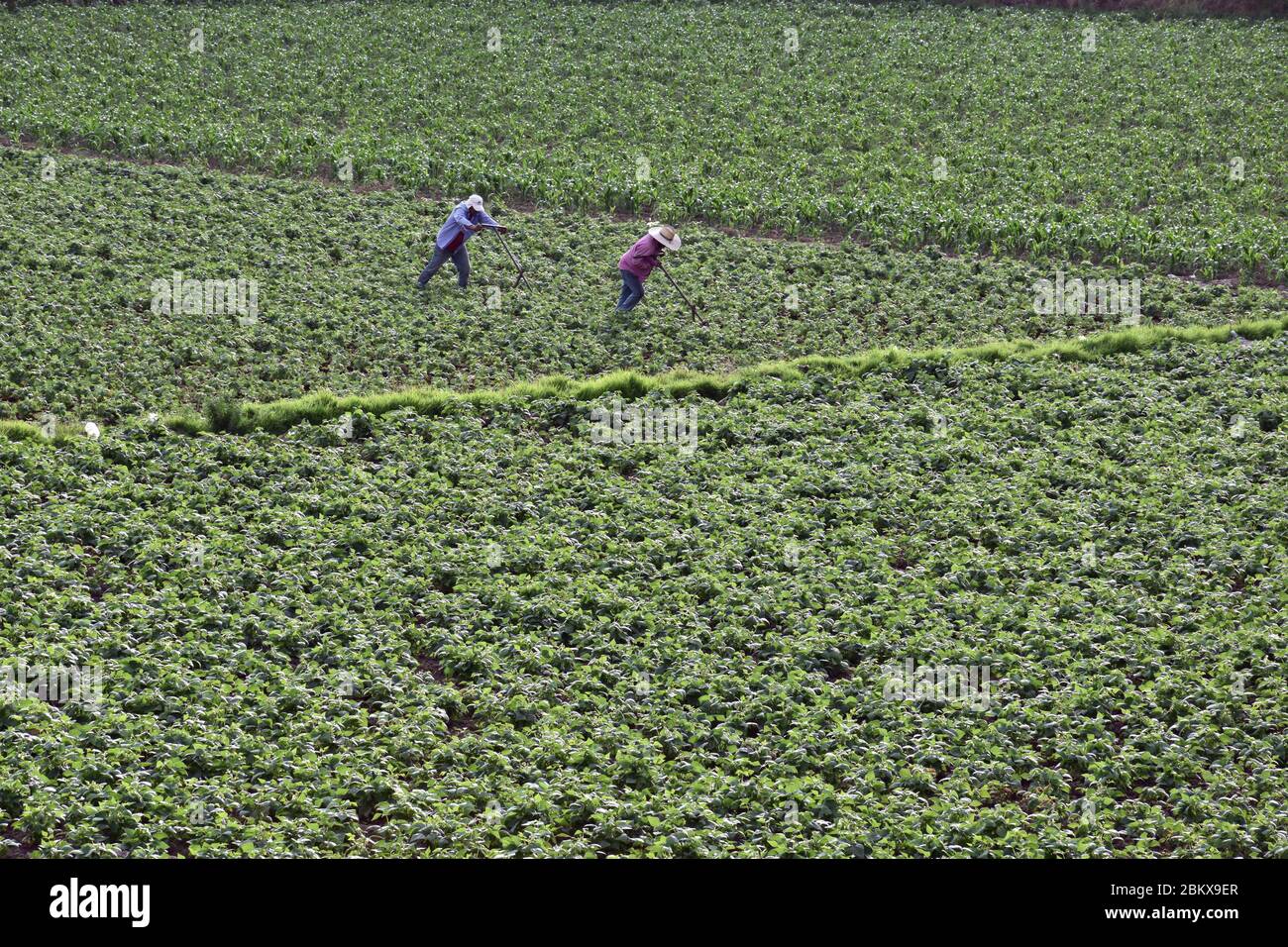 Peasants and workers hi-res stock photography and images - Alamy