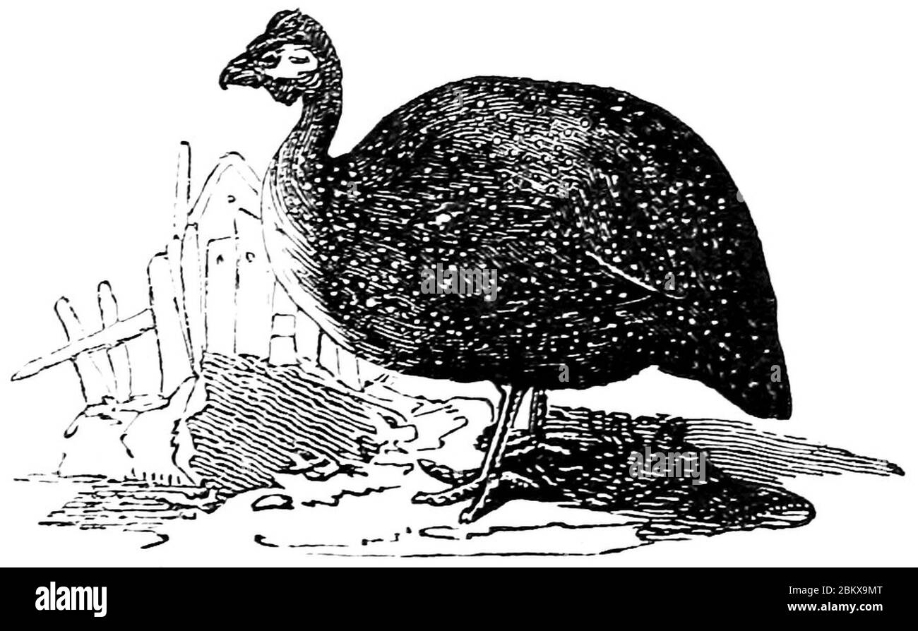 Prodiges hi-res stock photography and images - Alamy