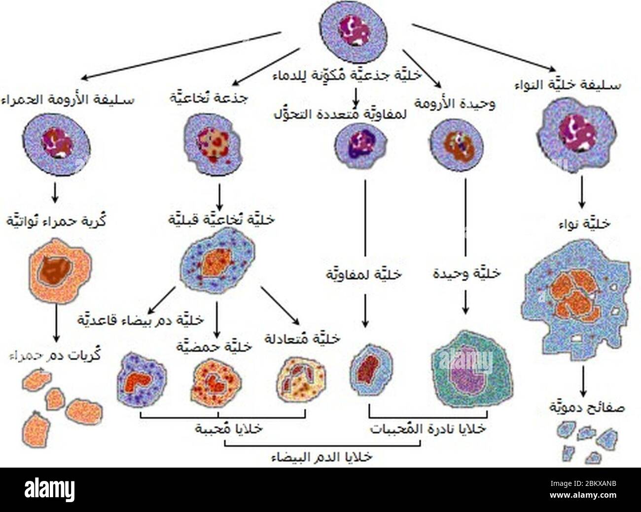 Cell lineage hi-res stock photography and images - Alamy