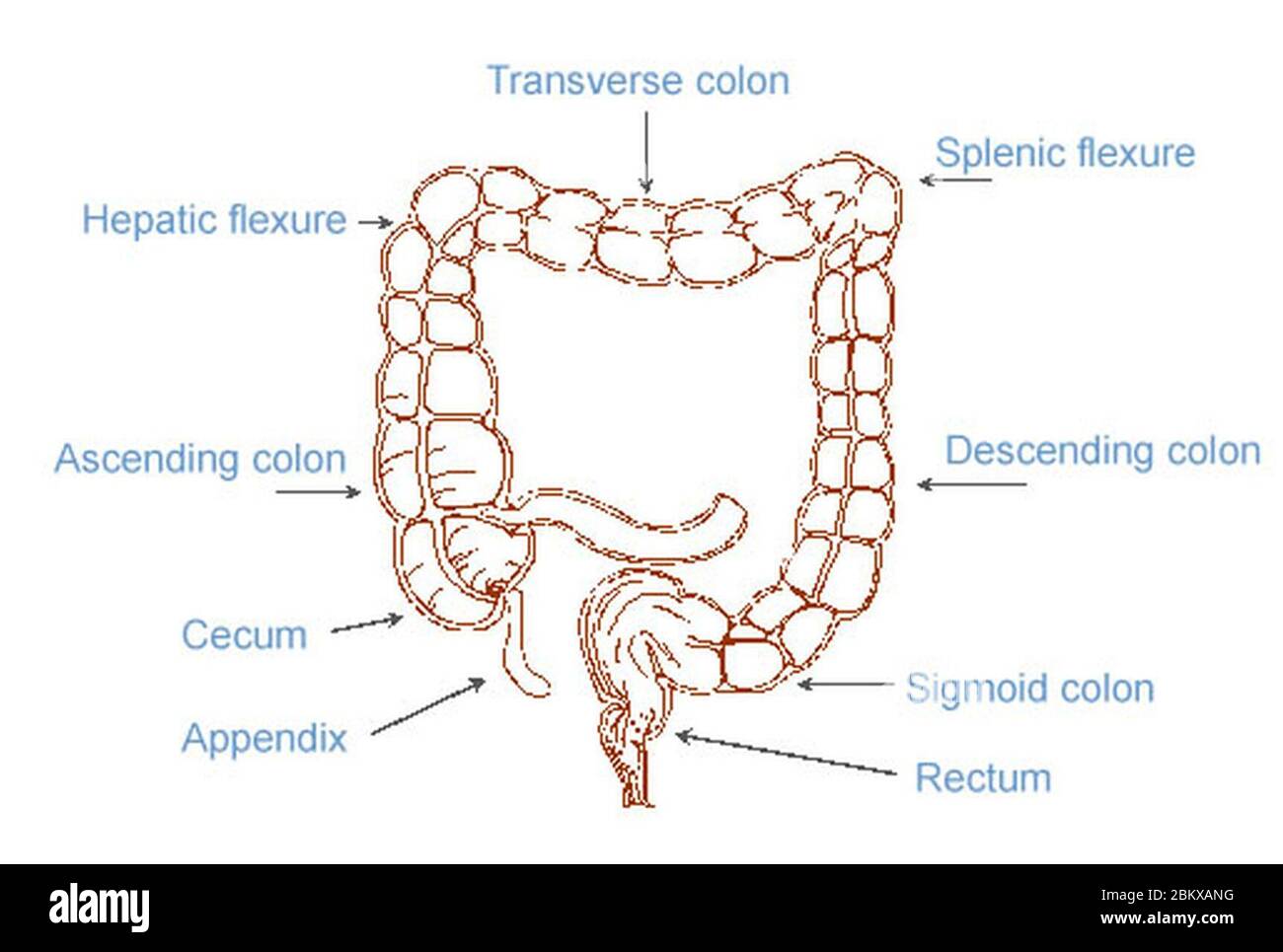 Illu colorectal anatomy Stock Photo - Alamy