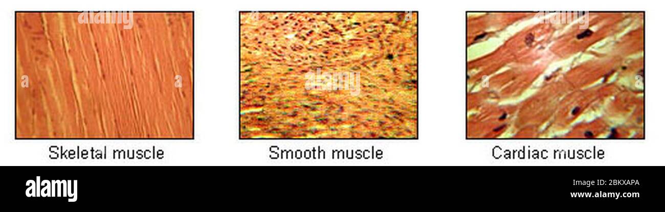 Muscle tissues hi-res stock photography and images - Alamy