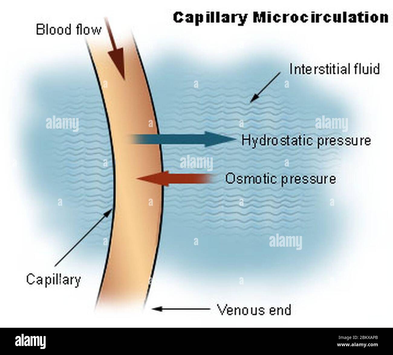 Microcirculation hi-res stock photography and images - Alamy