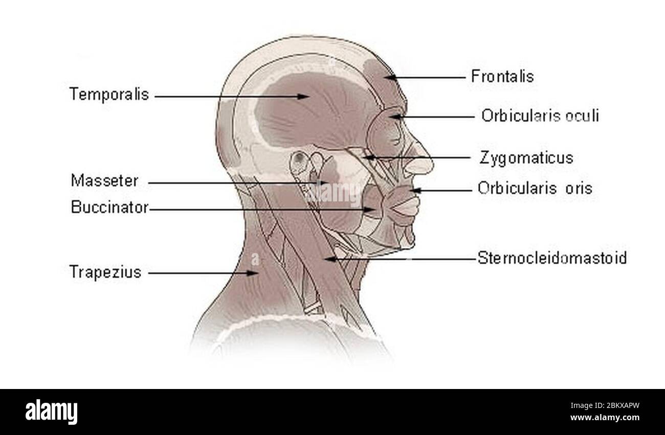 Illu head neck muscle Stock Photo - Alamy