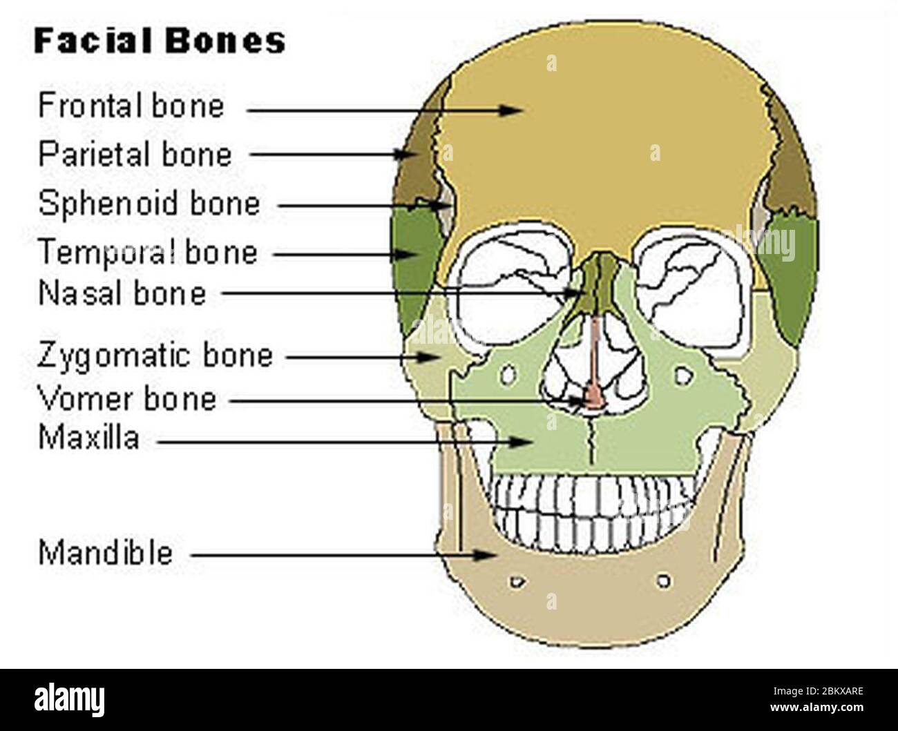 Facial Bones Labeling