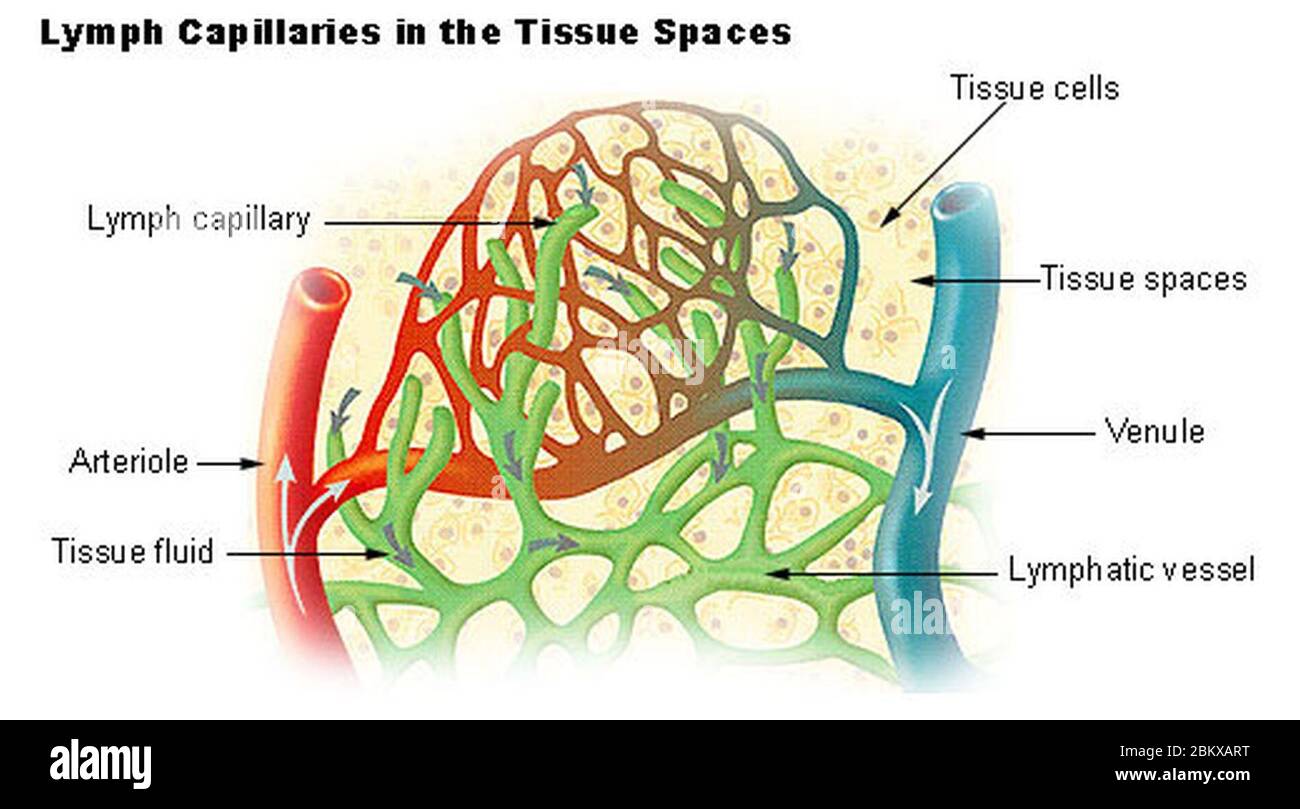 Lymph capillary hi-res stock photography and images - Alamy