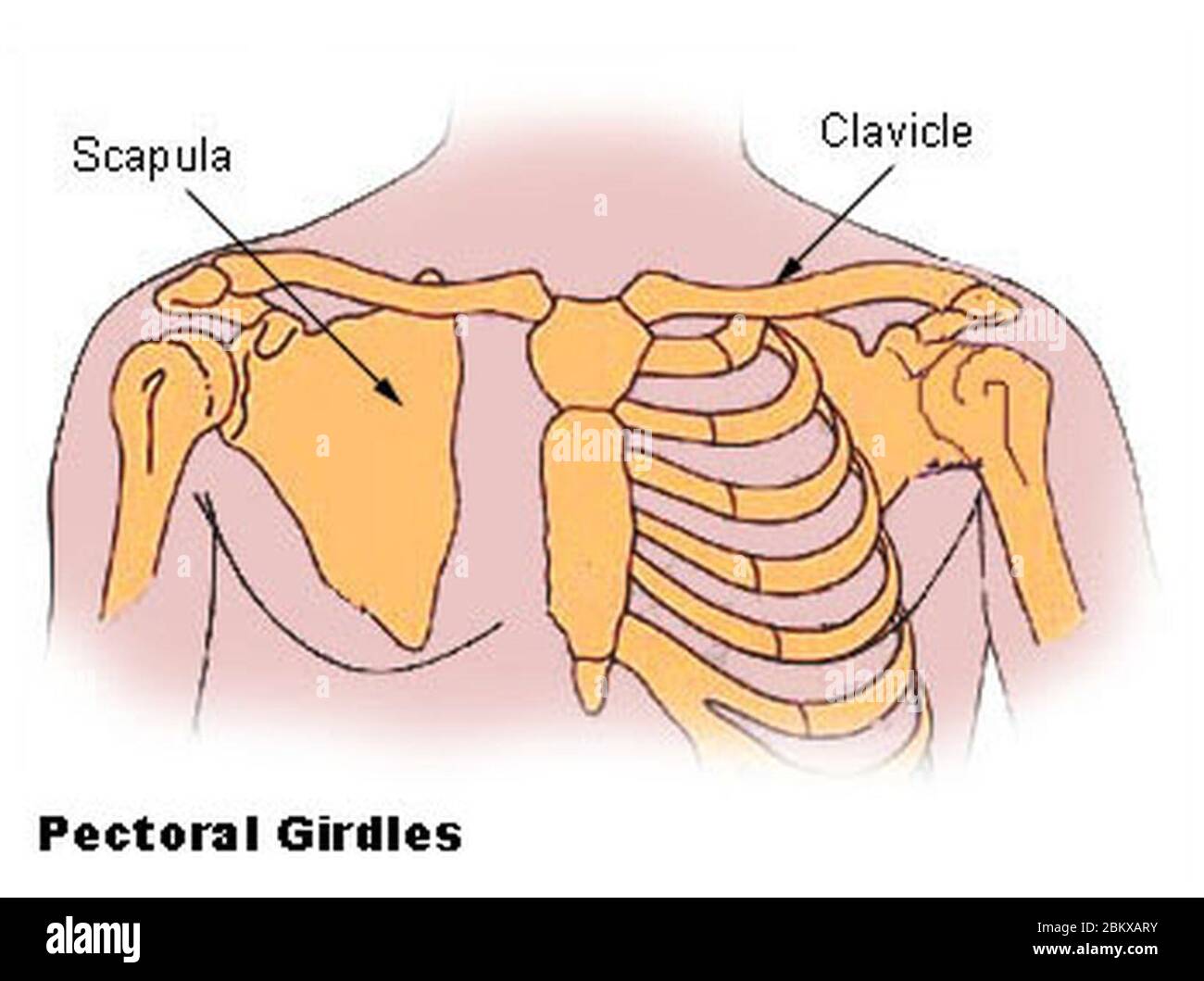 Girdles hi-res stock photography and images - Alamy