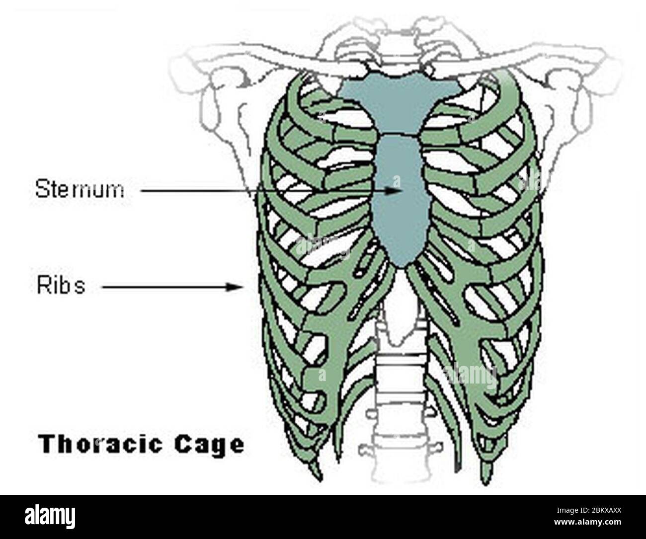 Thoracic cage hi-res stock photography and images - Alamy