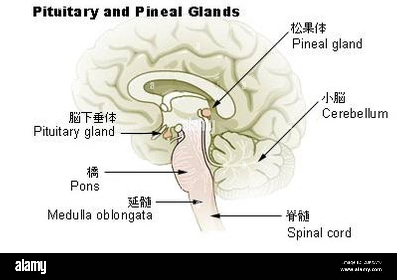 Illu pituitary pineal glands ja Stock Photo - Alamy Illu pituitary pineal glands ja Stock Photo - Alamy