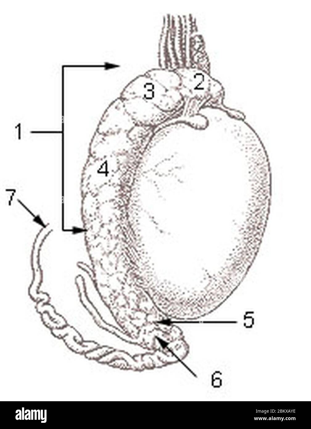 Testis Cut Out Stock Images & Pictures - Alamy