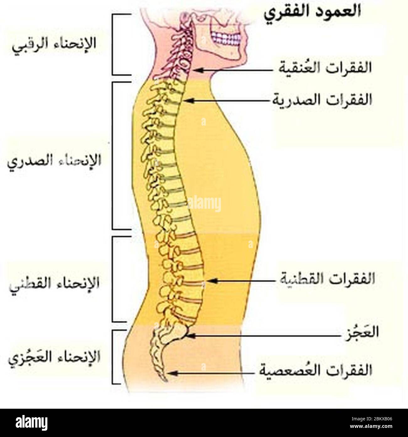 Vertebral column hi-res stock photography and images - Alamy