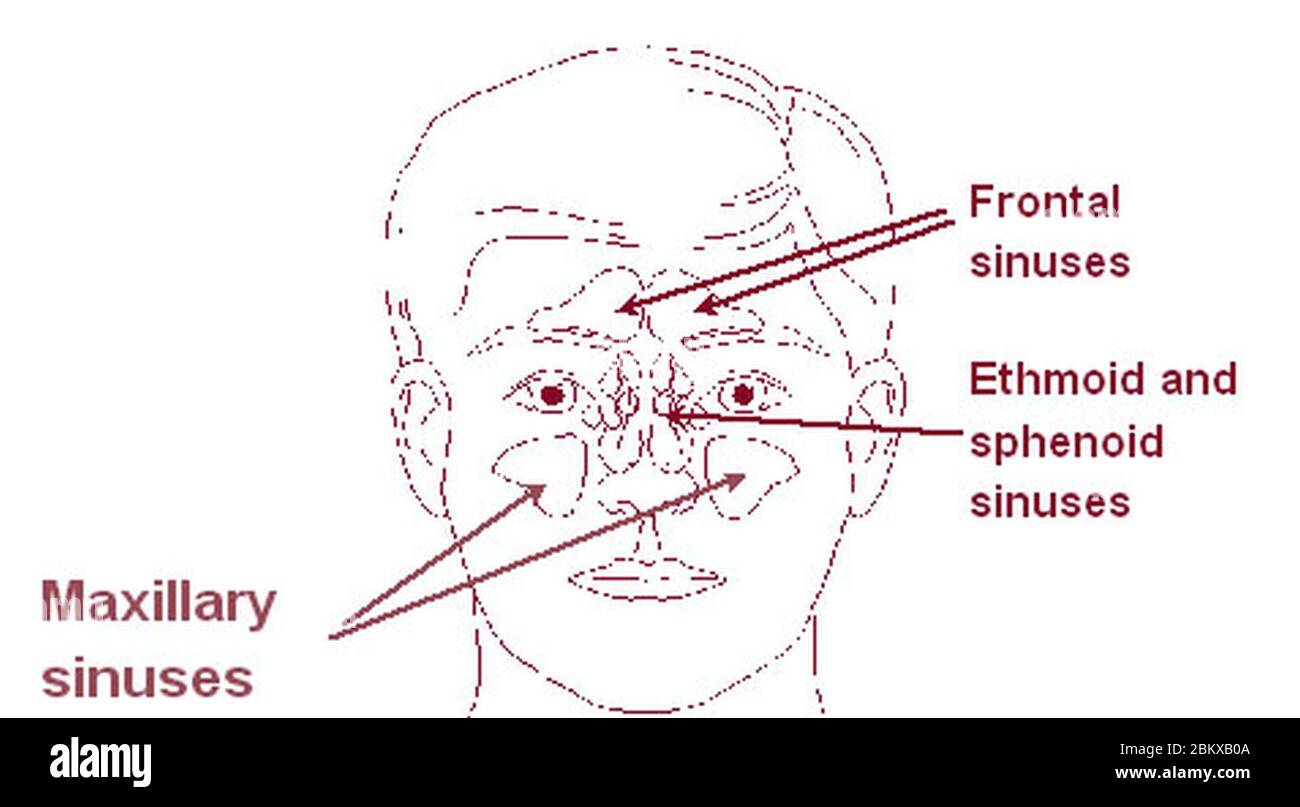Sinuses hi-res stock photography and images - Alamy