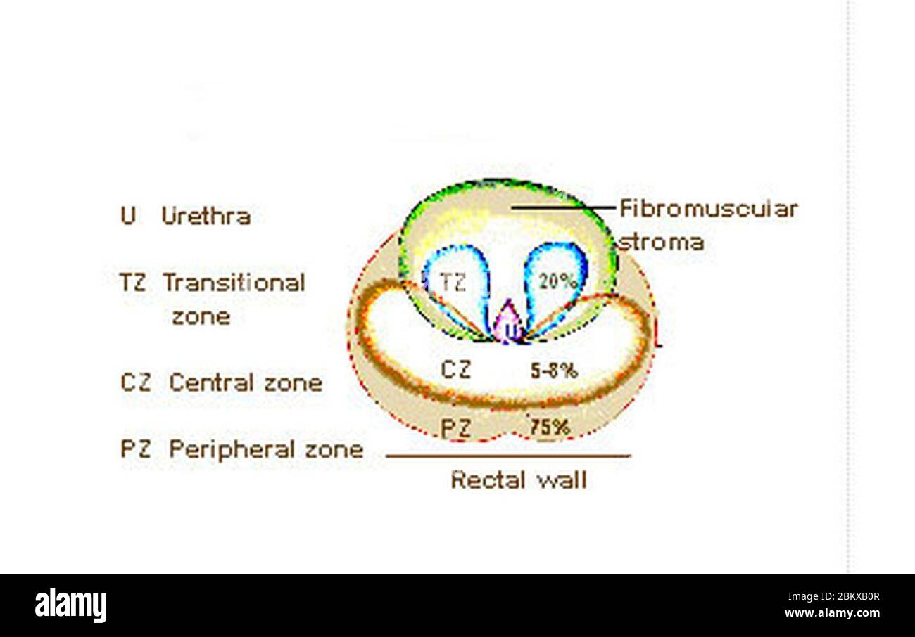 Prostate Gland Zones