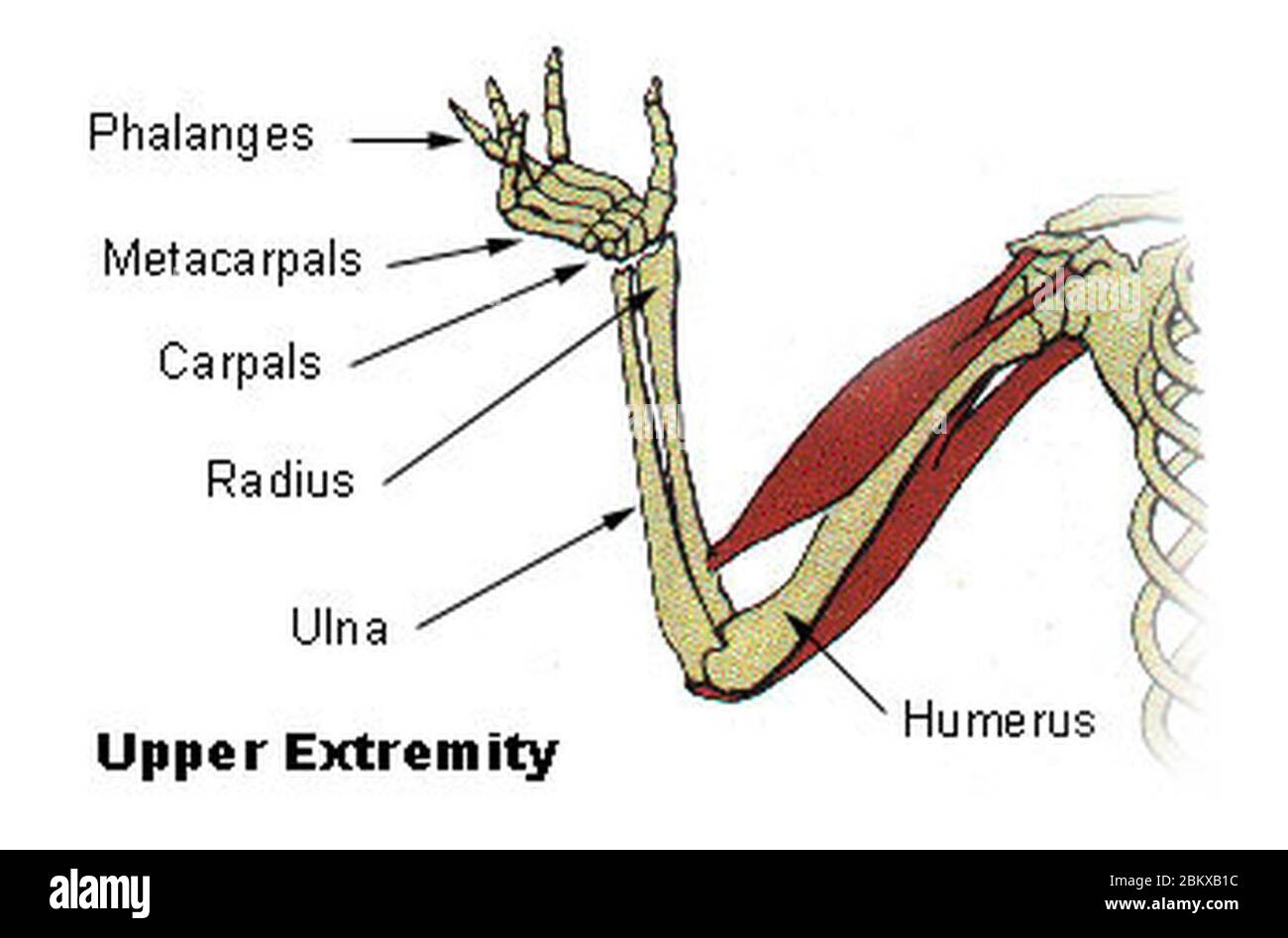 Upper extremity hi-res stock photography and images - Alamy
