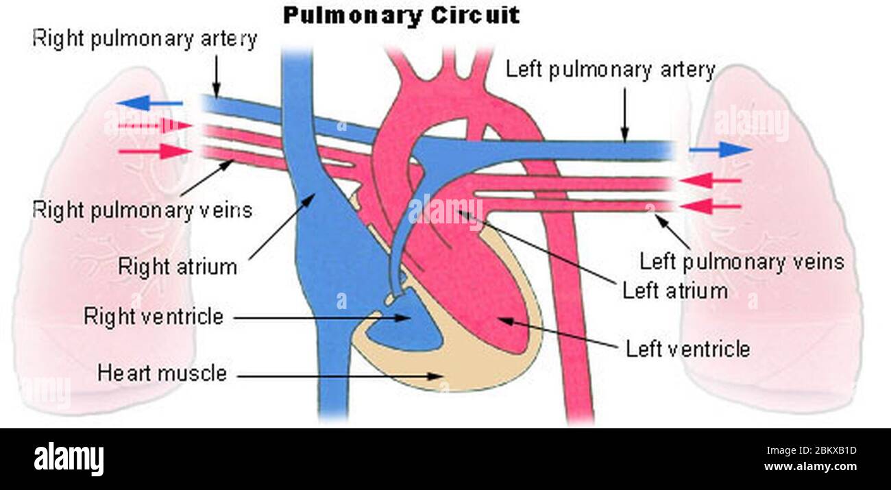 Pulmonary circuit hi-res stock photography and images - Alamy