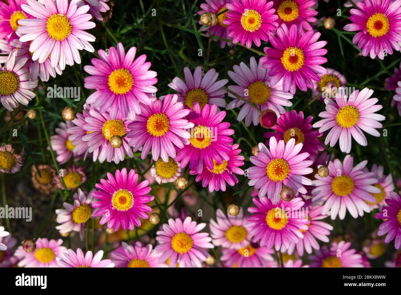 Margaret field hi-res stock photography and images - Alamy