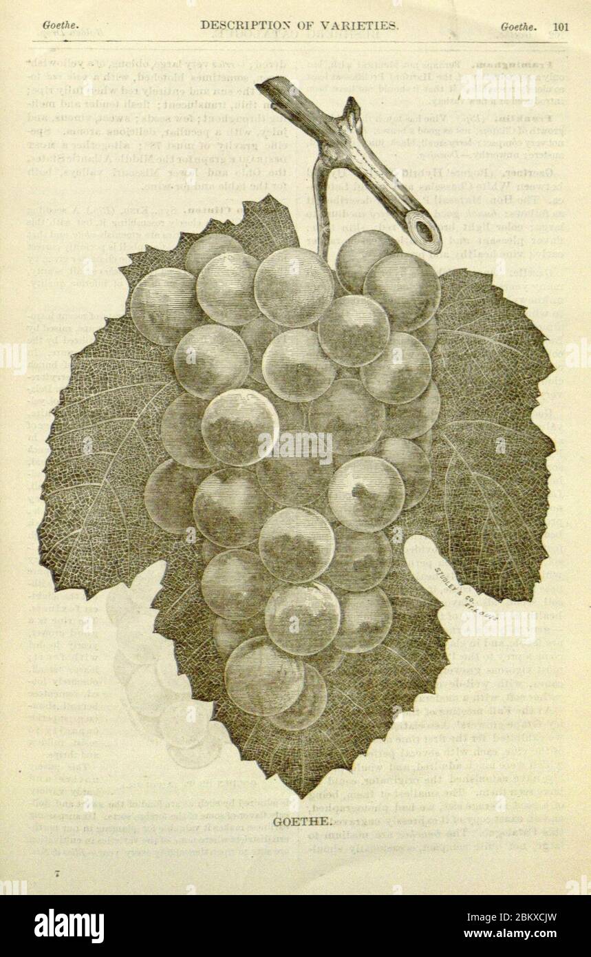 Illustrated descriptive catalogue of American grape vines (Page 101 ...