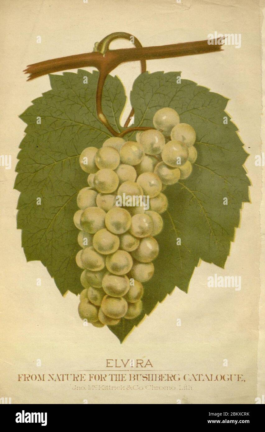 Descriptive catalogue hi-res stock photography and images - Alamy