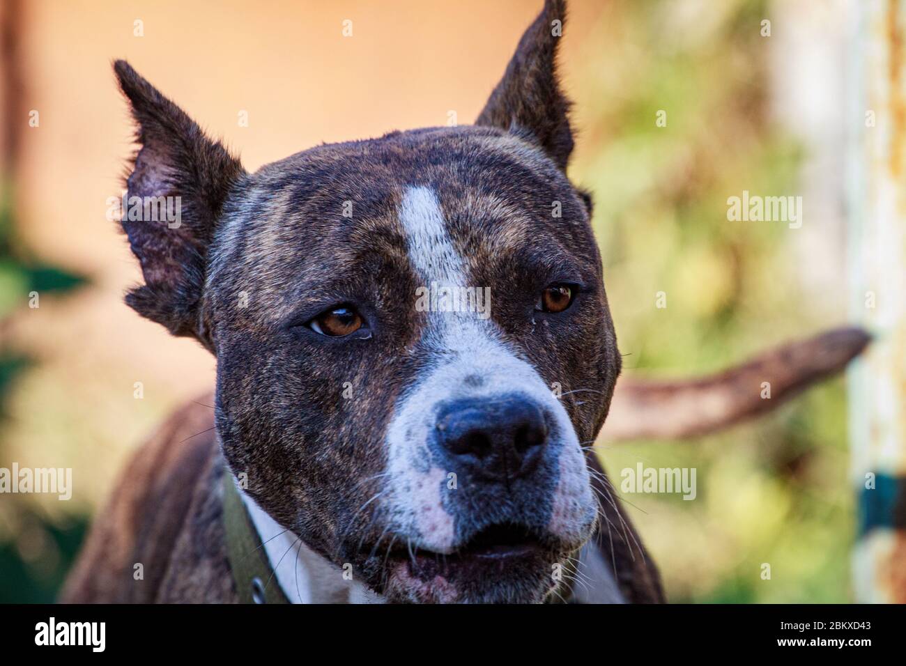 Muzzle of a large evil guard dog with large teeth close-up. The open ...