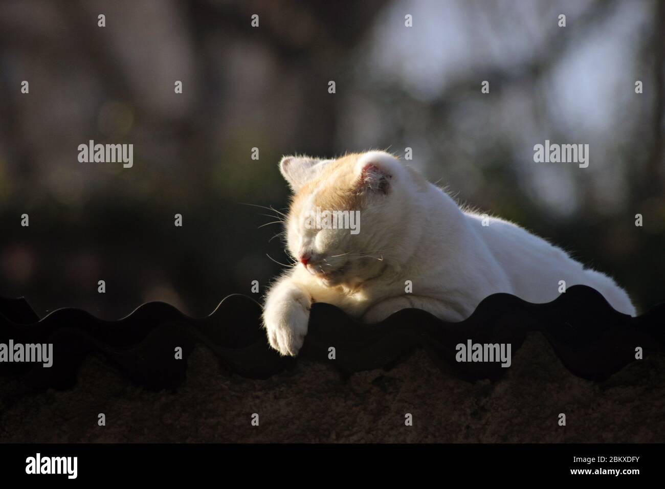 Cat in sun hi-res stock photography and images - Alamy