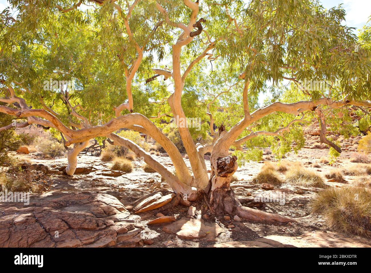 Ghost gum tree desert hi-res stock photography and images - Alamy