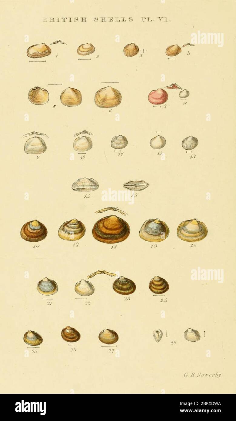 Illustrated Index of British Shells Plate 06 Stock Photo - Alamy