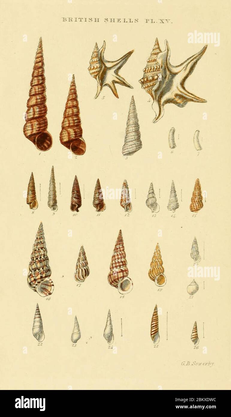 Illustrated Index of British Shells Plate 15 Stock Photo - Alamy