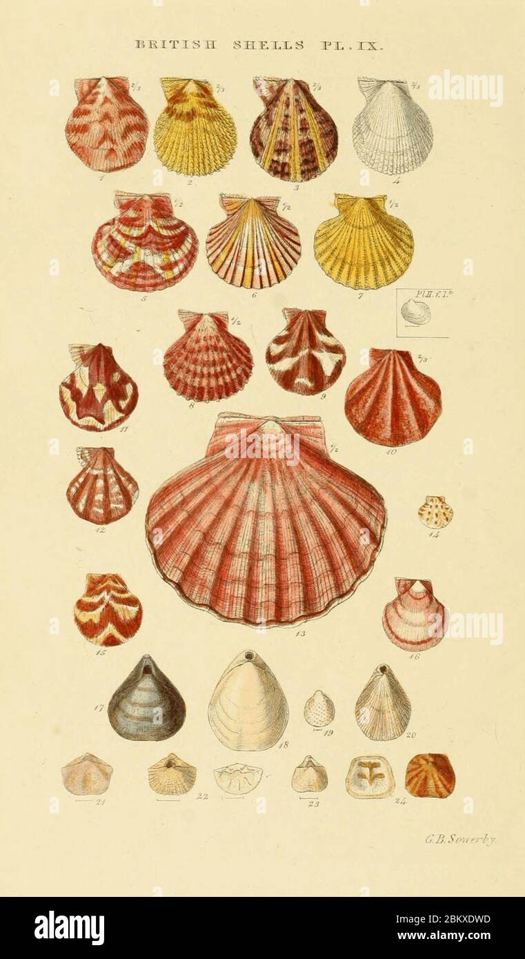 Illustrated Index of British Shells Plate 09 Stock Photo - Alamy