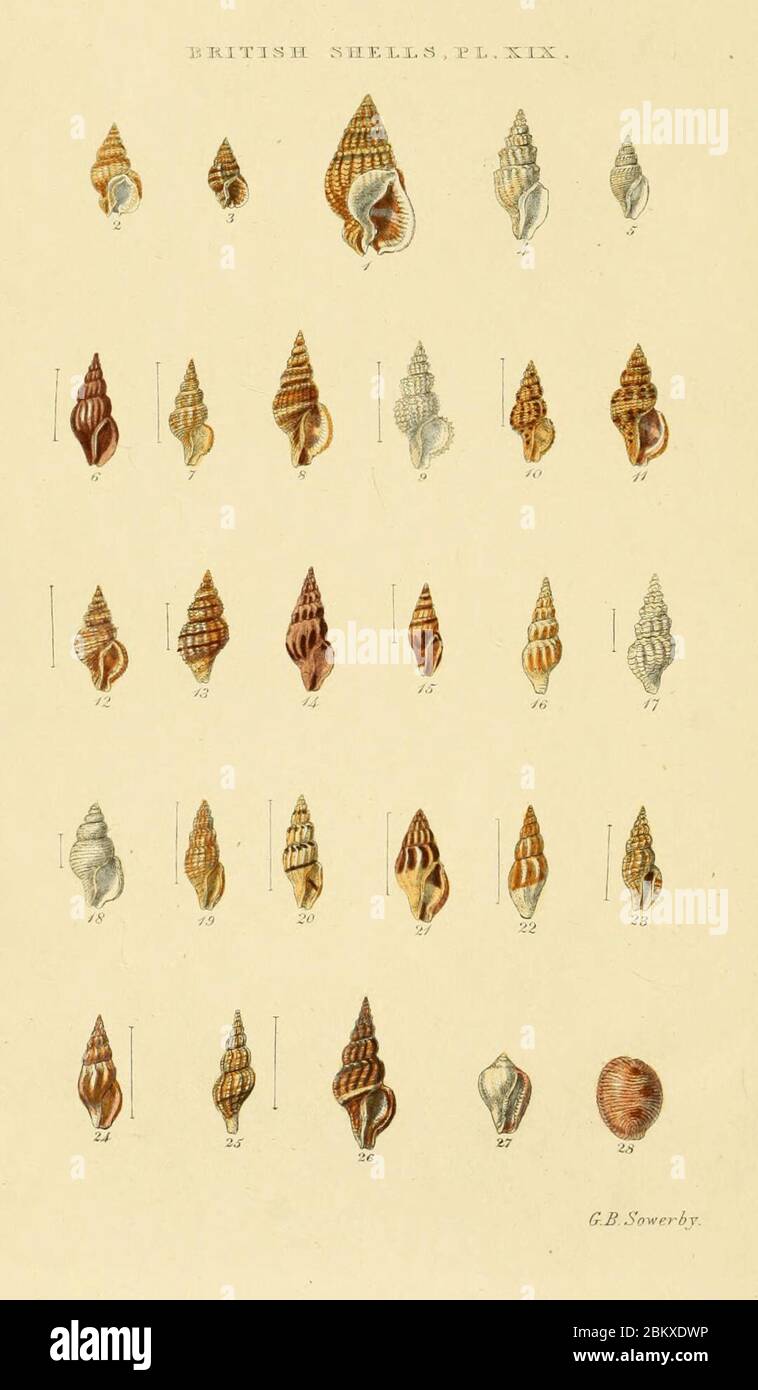 Illustrated Index of British Shells Plate 19 Stock Photo - Alamy