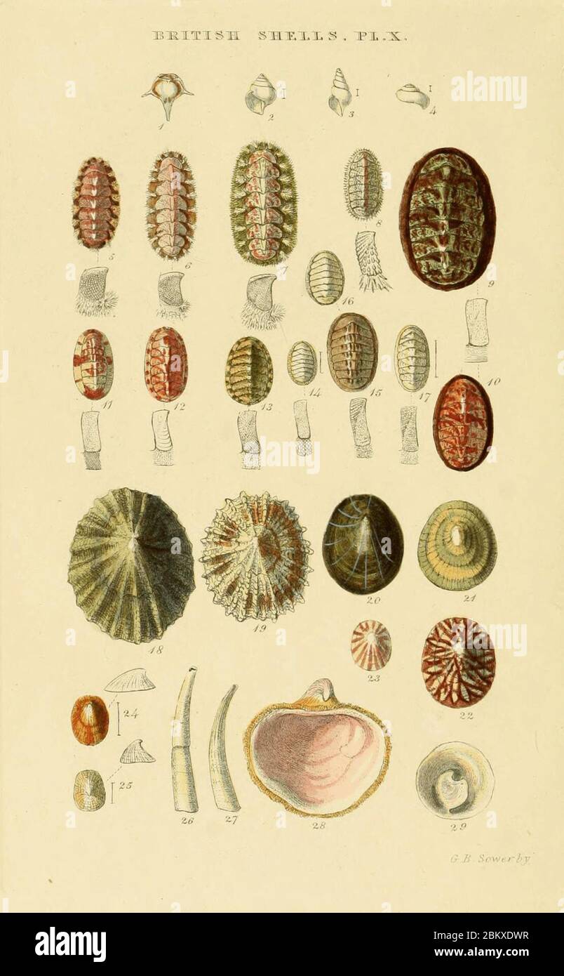 Illustrated Index of British Shells Plate 10 Stock Photo - Alamy