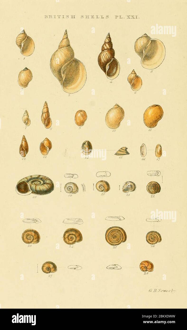 Illustrated Index of British Shells Plate 21 Stock Photo - Alamy