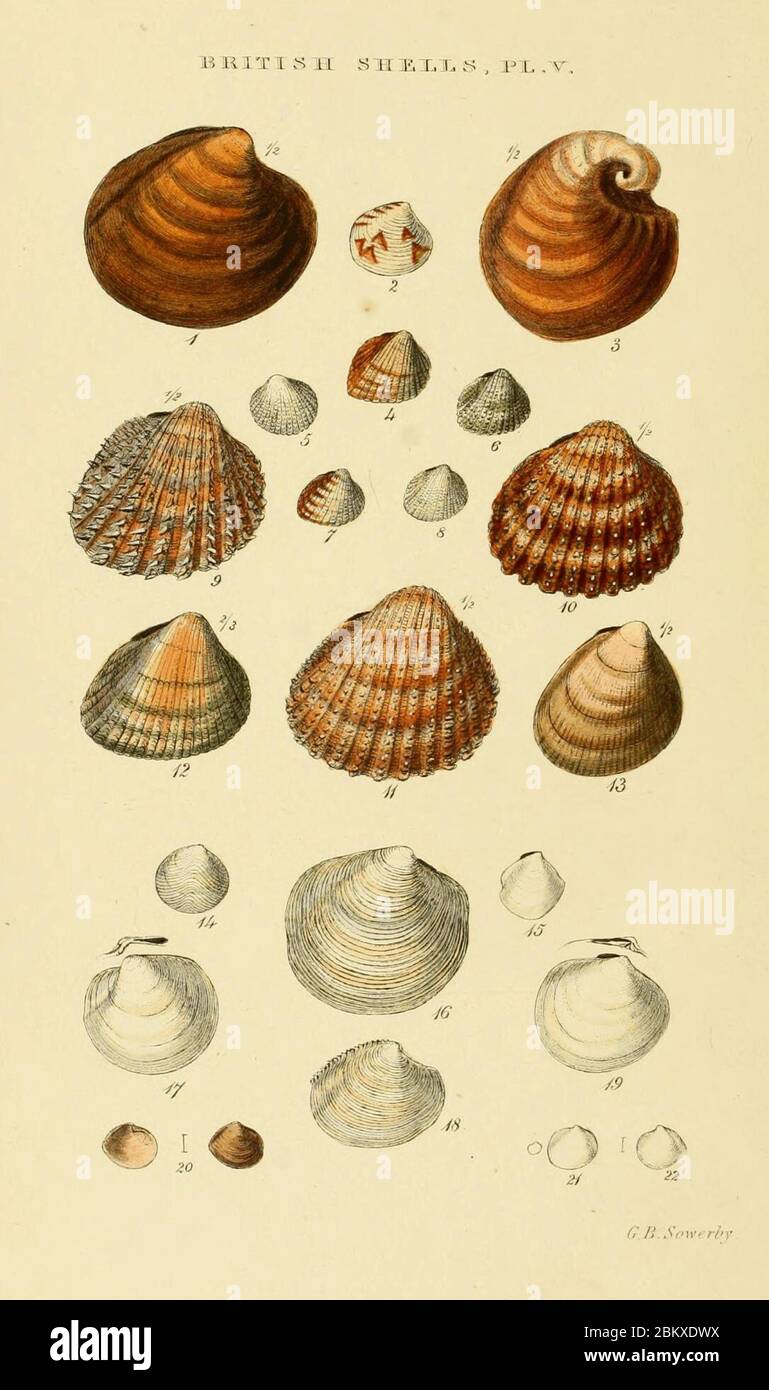 Illustrated Index of British Shells Plate 05 Stock Photo - Alamy